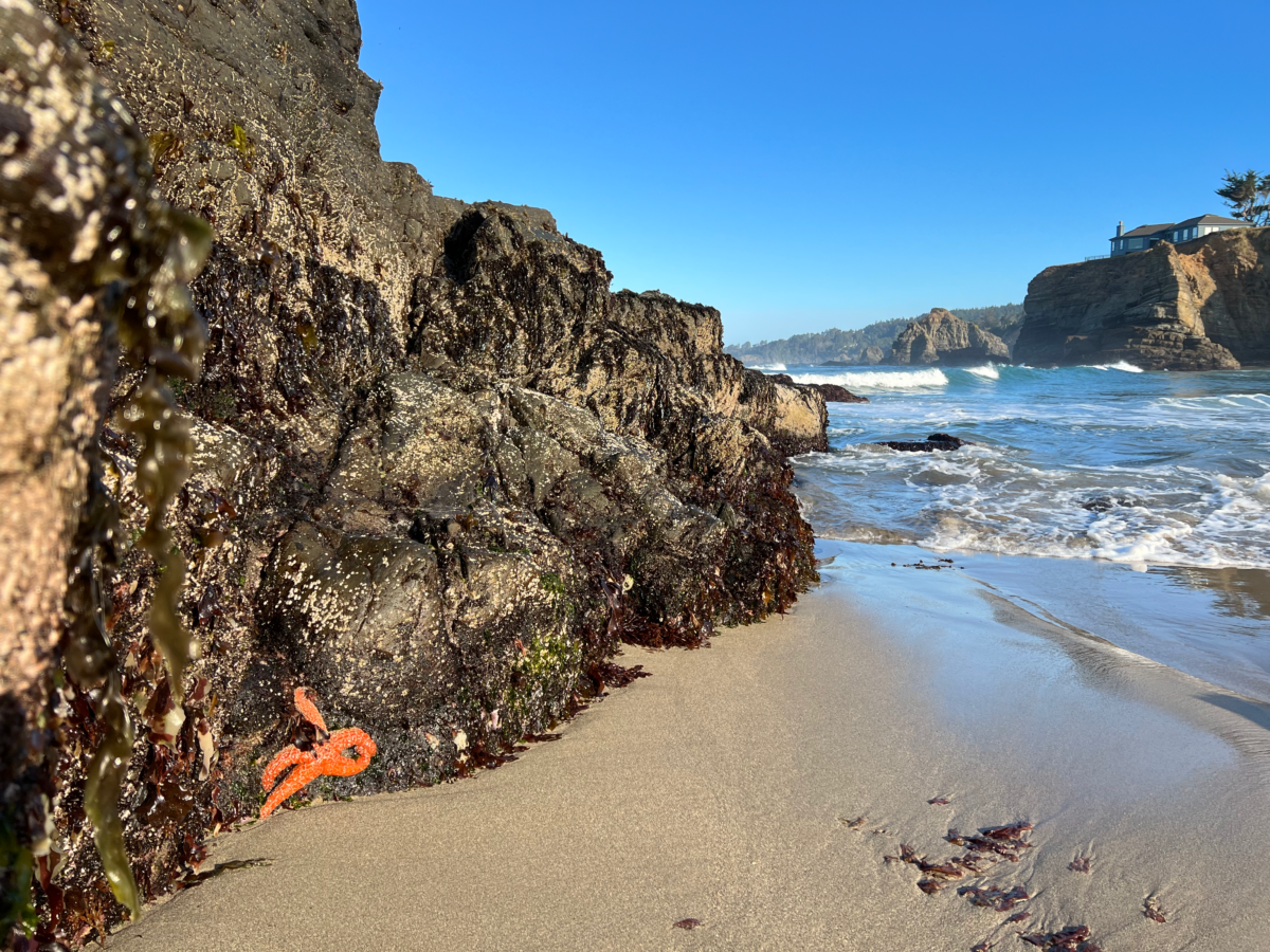 Cooks Beach – rclc.org