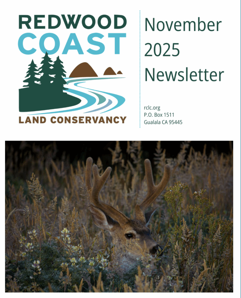 November 2025 Newsletter – rclc.org